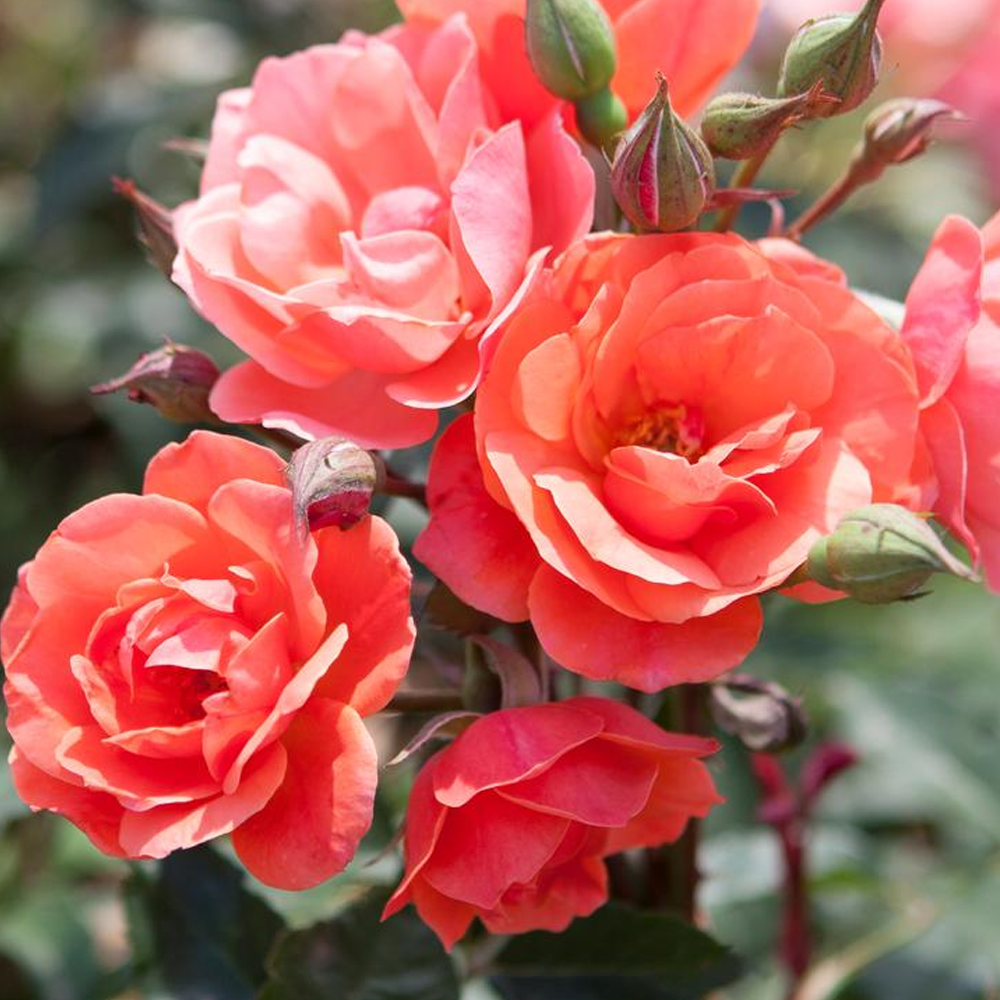 Coral Knock Out® Rose - Tree Form | Plant Addicts