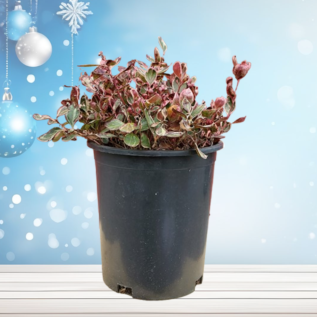 Holiday Winter Splash™ Variegated Wintergreen | Plant Addicts
