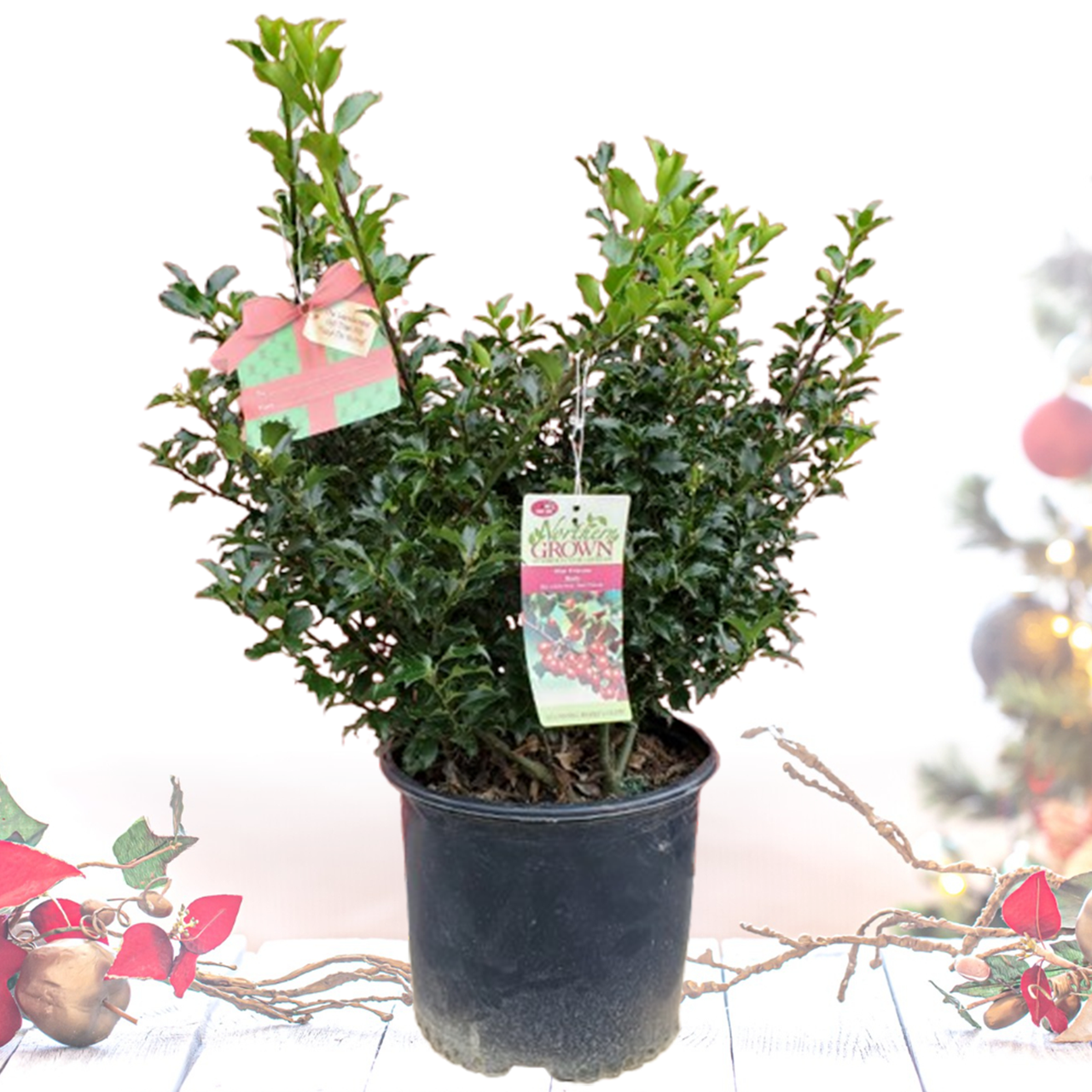 Holiday Blue Princess Holly Plant Addicts