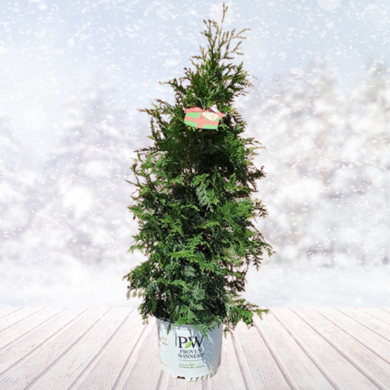 Holiday Spring Grove® Arborvitae | Plant Addicts