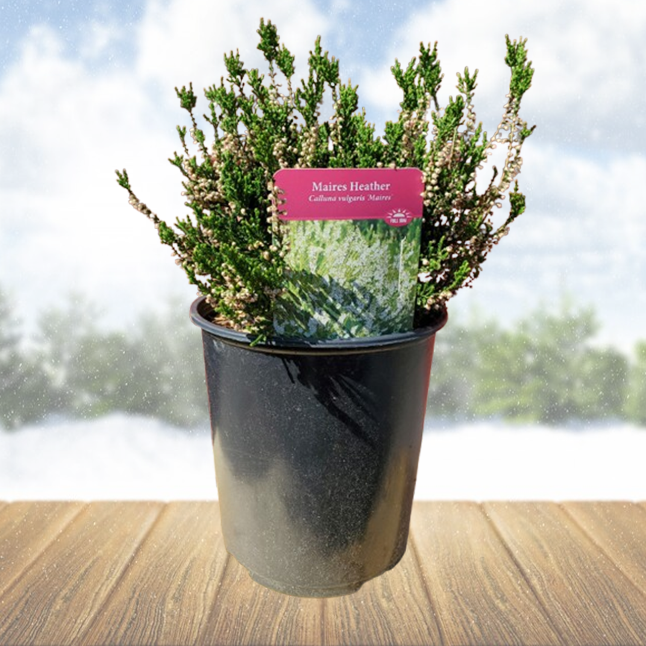 Holiday Maires Heather | Plant Addicts