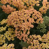 Yarrow | Plant Addicts