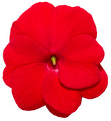 Infinity® Red Impatiens | Plant Addicts
