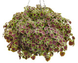 ColorBlaze® Chocolate Drop Coleus | Plant Addicts