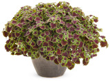 ColorBlaze® Chocolate Drop Coleus | Plant Addicts