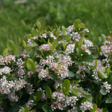 Low Scape Snowfire™ Aronia | Plant Addicts