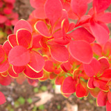 Sunjoy® Tangelo Barberry | Plant Addicts