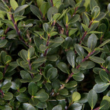 Sky Box® Japanese Holly | Plant Addicts