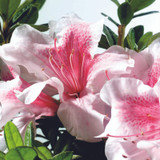 George L. Taber Azalea | PlantAddicts.com