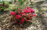 Autumn Ruby Encore Azalea | PlantAddicts.com