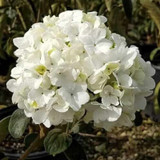 Coppertop Sweet Viburnum | PlantAddicts.com