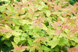 Kodiak® Fresh™ Diervilla | Plant Addicts