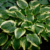 Royal Crest Hosta | Plant Addicts