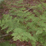 Austral Gem Fern | Plant Addicts