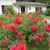 Pink Supreme Flower Carpet Rose | Plant Addicts