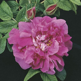 Icecap™ Landscape Shrub Rose | Plant Addicts