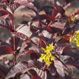 Kodiak® Fresh™ Diervilla | Plant Addicts