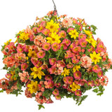 Supertunia® Persimmon Petunia | Plant Addicts