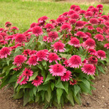 Double Coded™ Raspberry Beret Coneflower | Plant Addicts