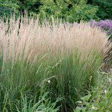 Prairie Winds® Apache Rose Switch Grass | Plant Addicts