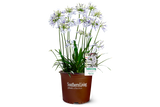 Indigo Frost Agapanthus | PlantAddicts.com