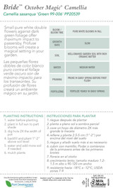 October Magic Bride Camellia | PlantAddicts.com