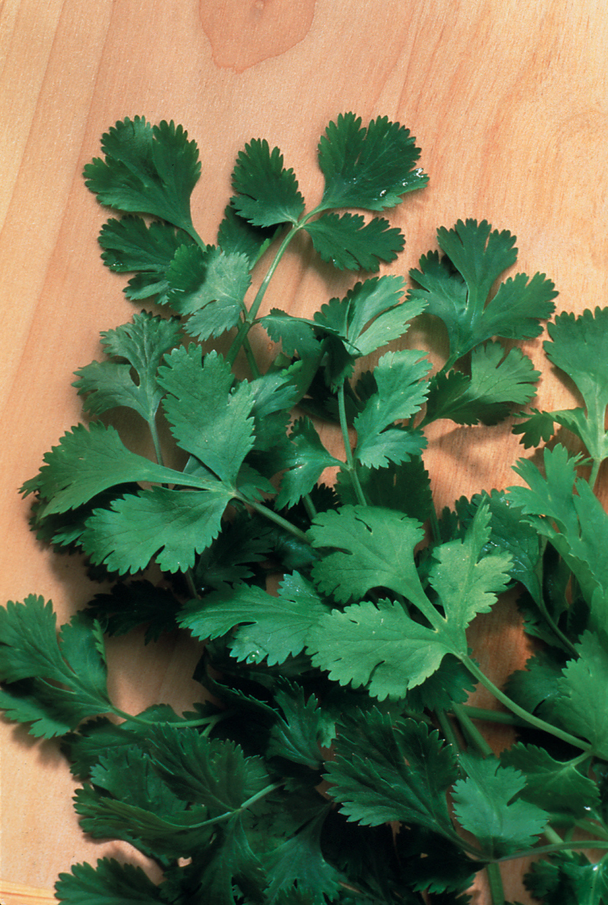 Santo Cilantro | Plant Addicts