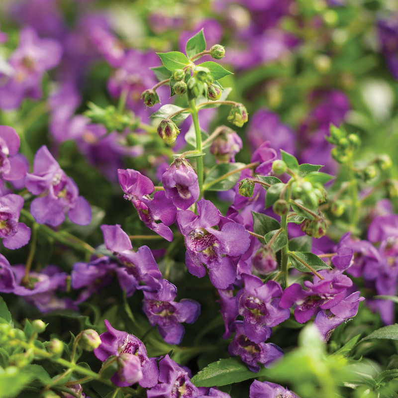 Angelface® Wedgwood Blue Summer Snapdragon | Plant Addicts