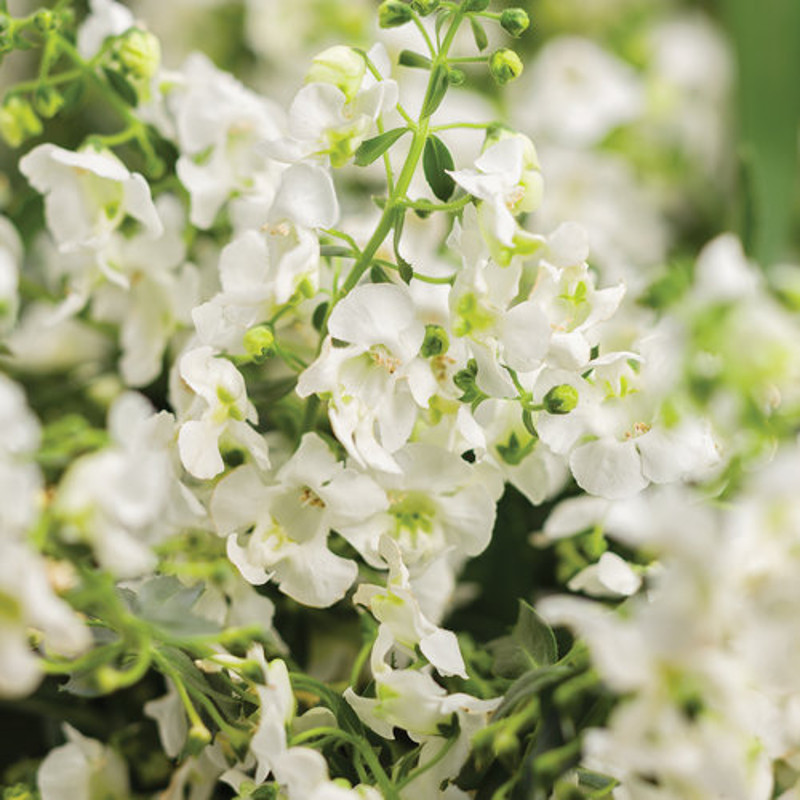 Summer Snapdragons | Angelonia | Plant Addicts