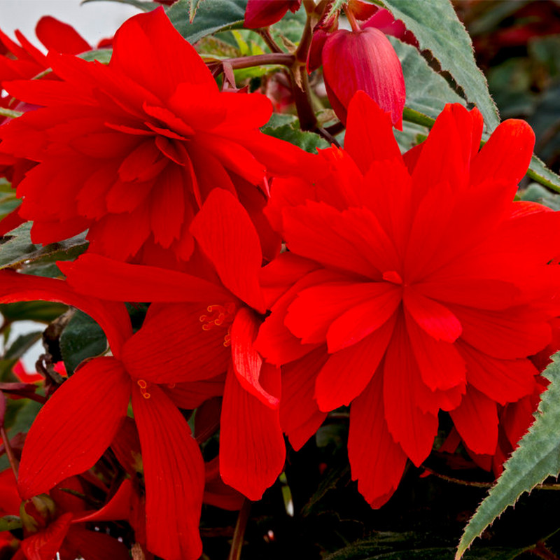 Surefire® Red Begonia | Plant Addicts