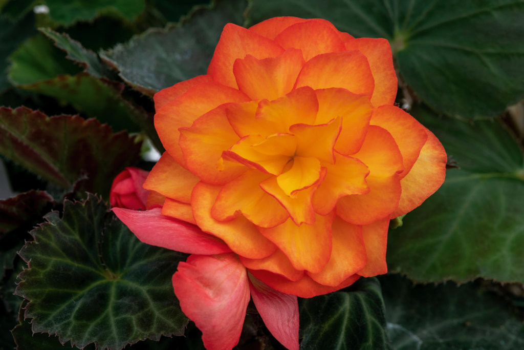 Nonstop® Fire Begonia | Plant Addicts