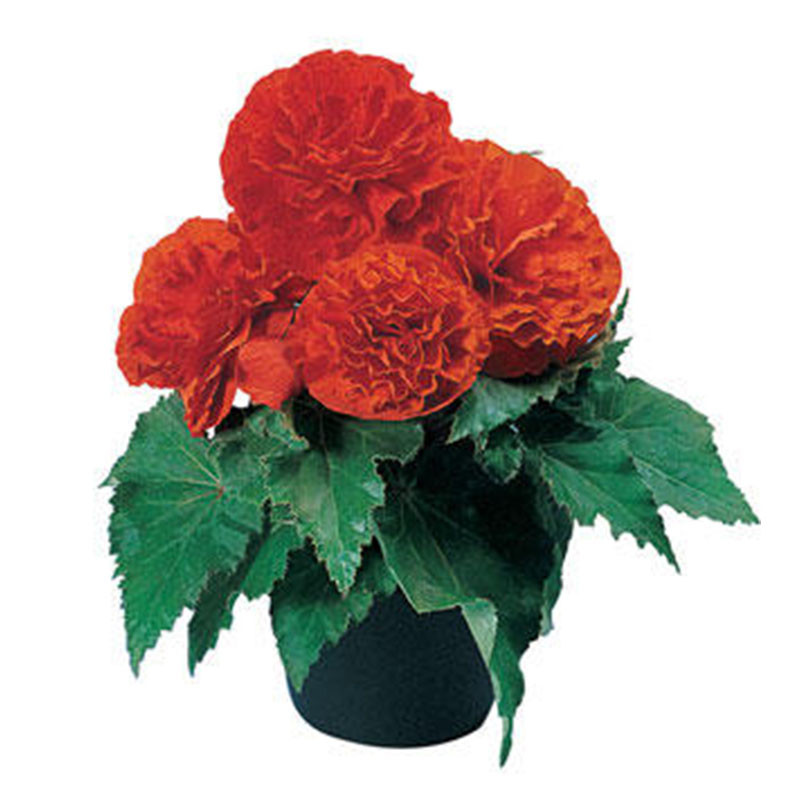 Funky® Orange Begonia | Plant Addicts