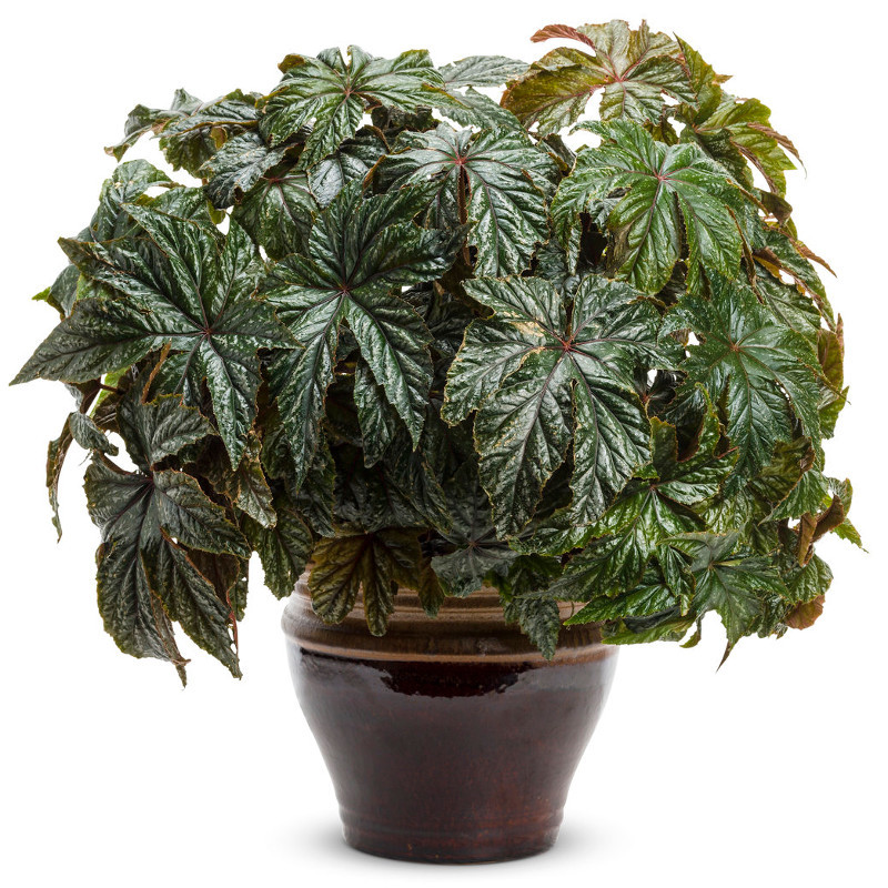 Proven Accents® Yellow Ripple Ivy | Plant Addicts