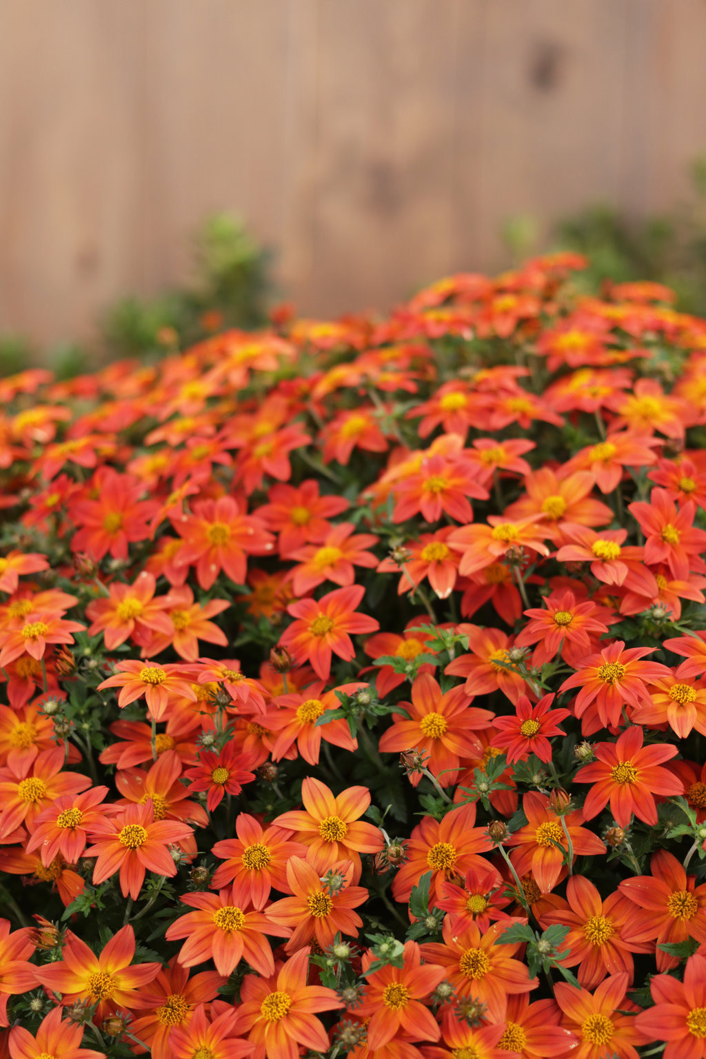 Campfire® Flame Bidens | Plant Addicts