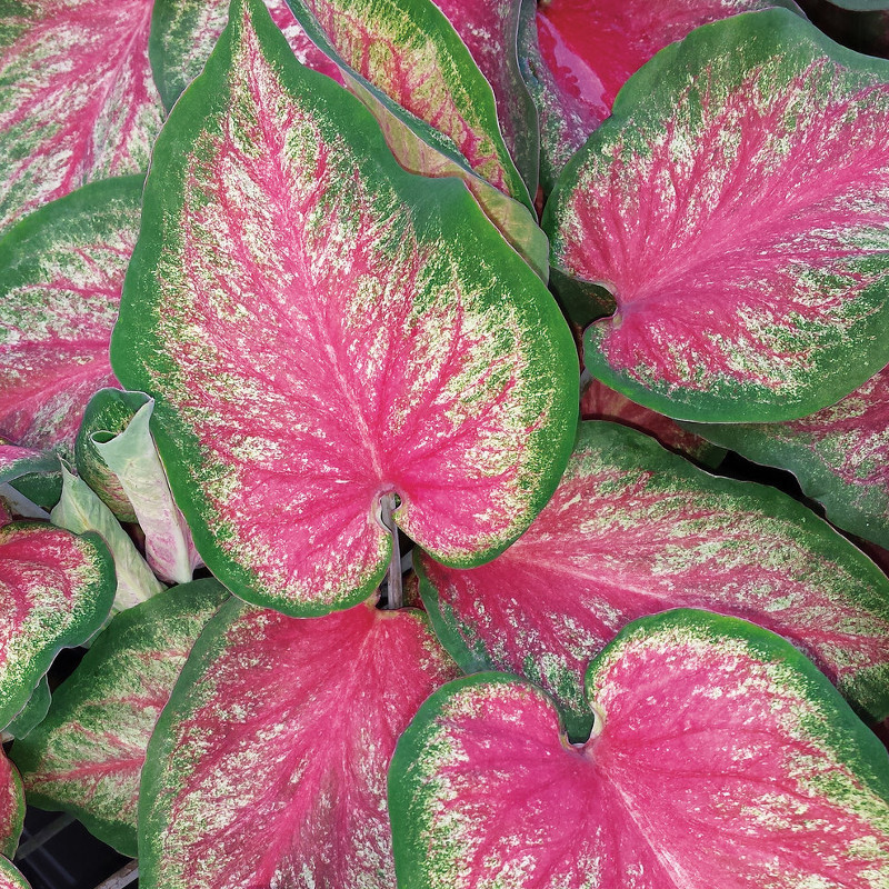 Heart to Heart® Tickle Me Pink Caladium | Plant Addicts