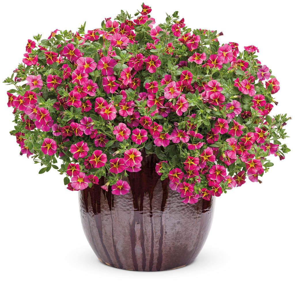 Superbells® Cherry Star Calibrachoa | Plant Addicts