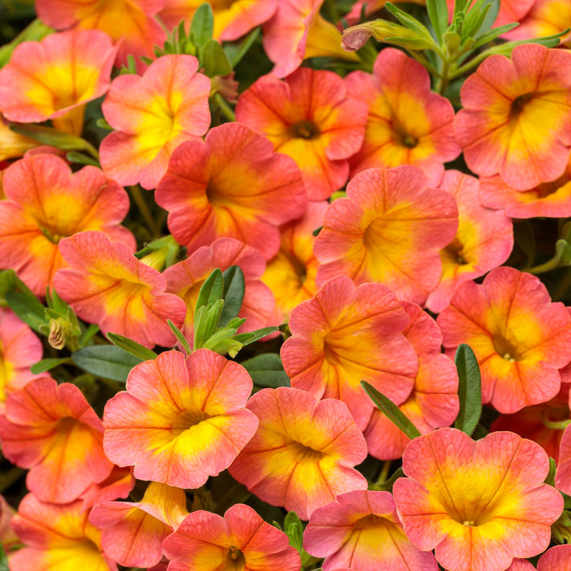 Calibrachoa Plants For Sale | Plant Addicts