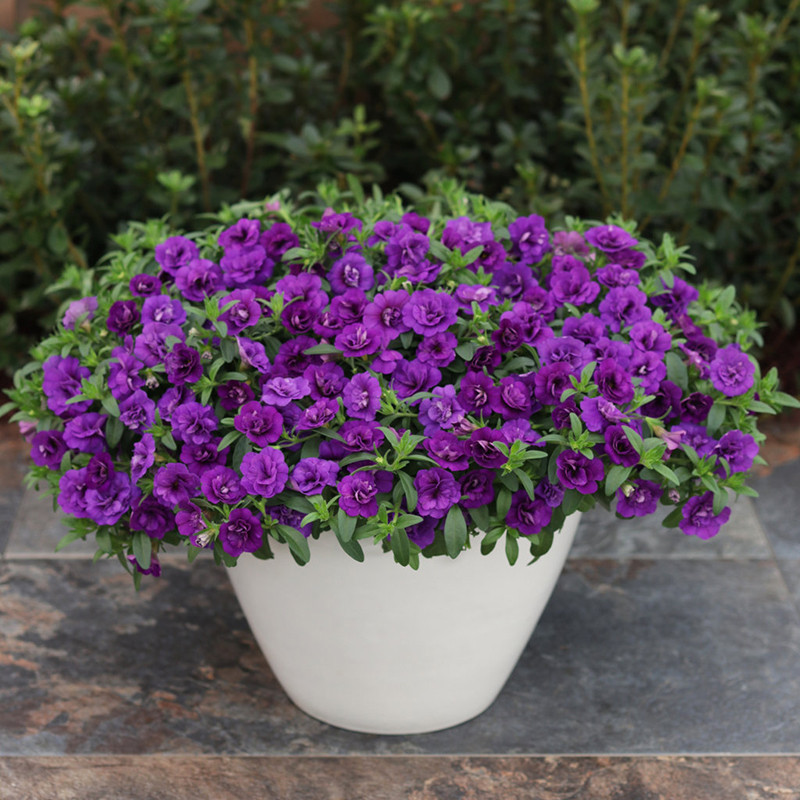 Scentara Double Blue Lilac | Plant Addicts