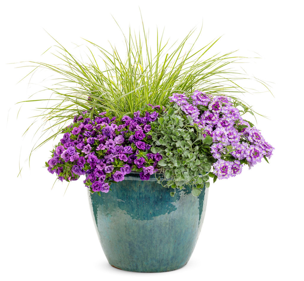 Superbells® Double Blue Calibrachoa | Plant Addicts