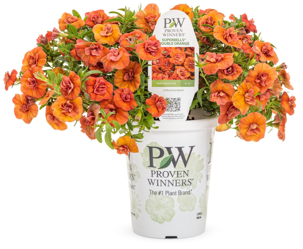 Superbells® Double Orange Calibrachoa | Plant Addicts