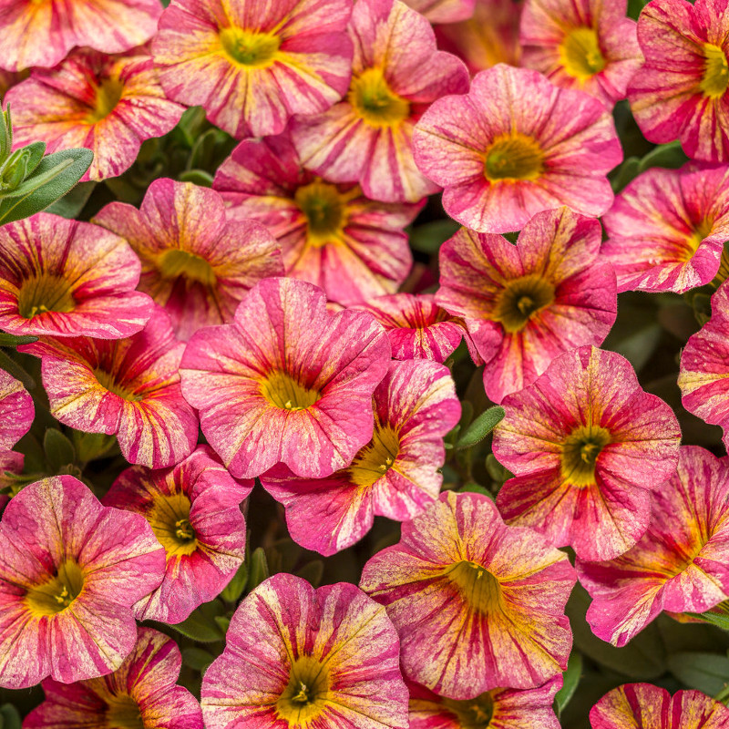 Calibrachoa Plants For Sale | Plant Addicts