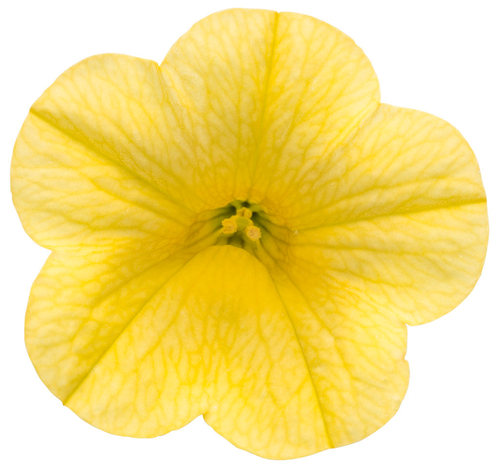 Superbells® Yellow Calibrachoa | Plant Addicts