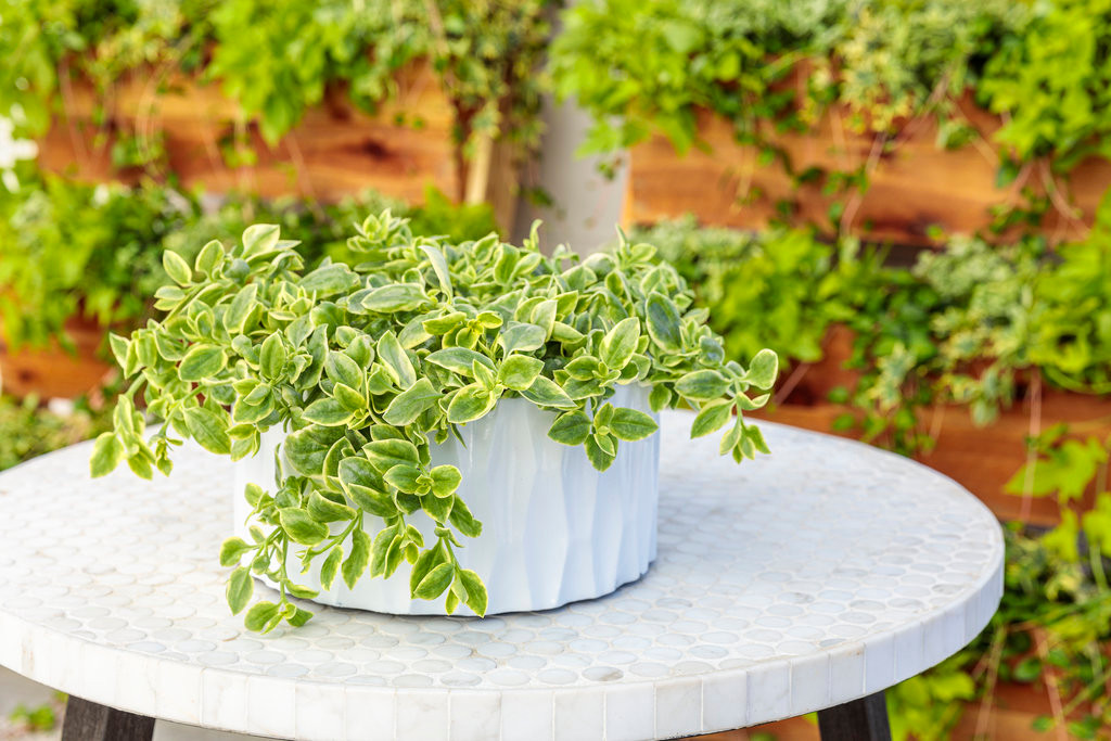 Proven Accents® Mezoo Trailing Red Livingstone Daisy | Plant Addicts