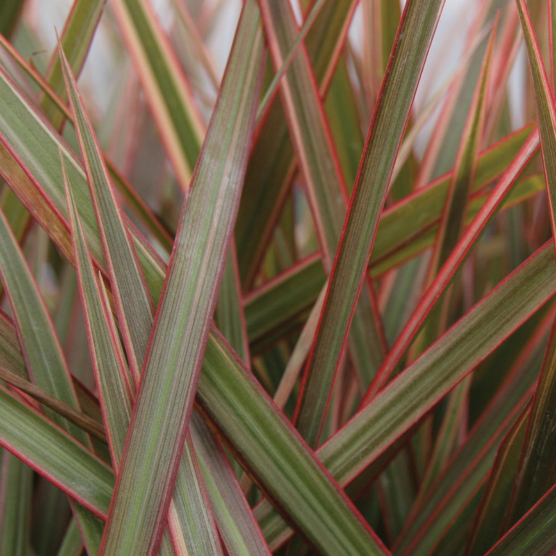 Ruby Pink Rubber Tree | Plant Addicts