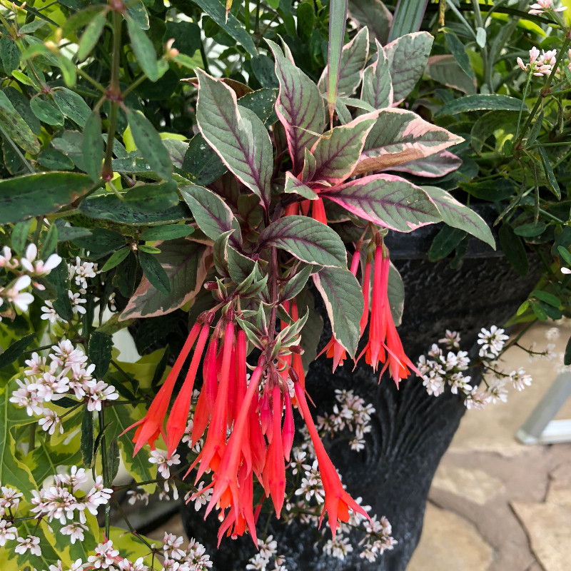 Autumnale Fuchsia | Plant Addicts