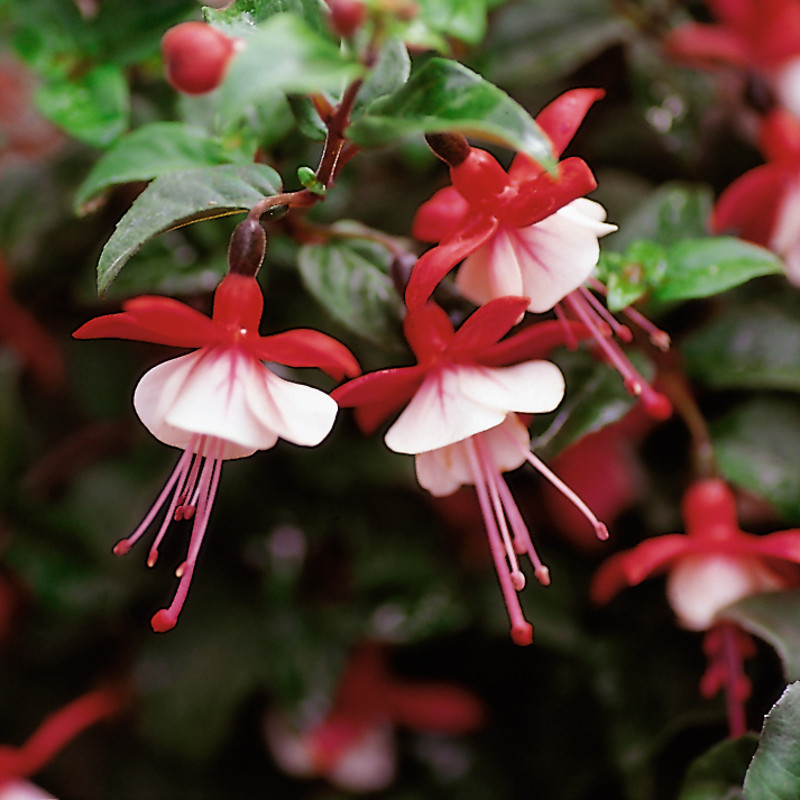 Autumnale Fuchsia | Plant Addicts
