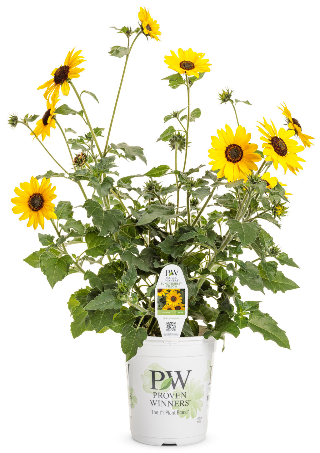 Suncredible® Yellow Sunflower | Plant Addicts