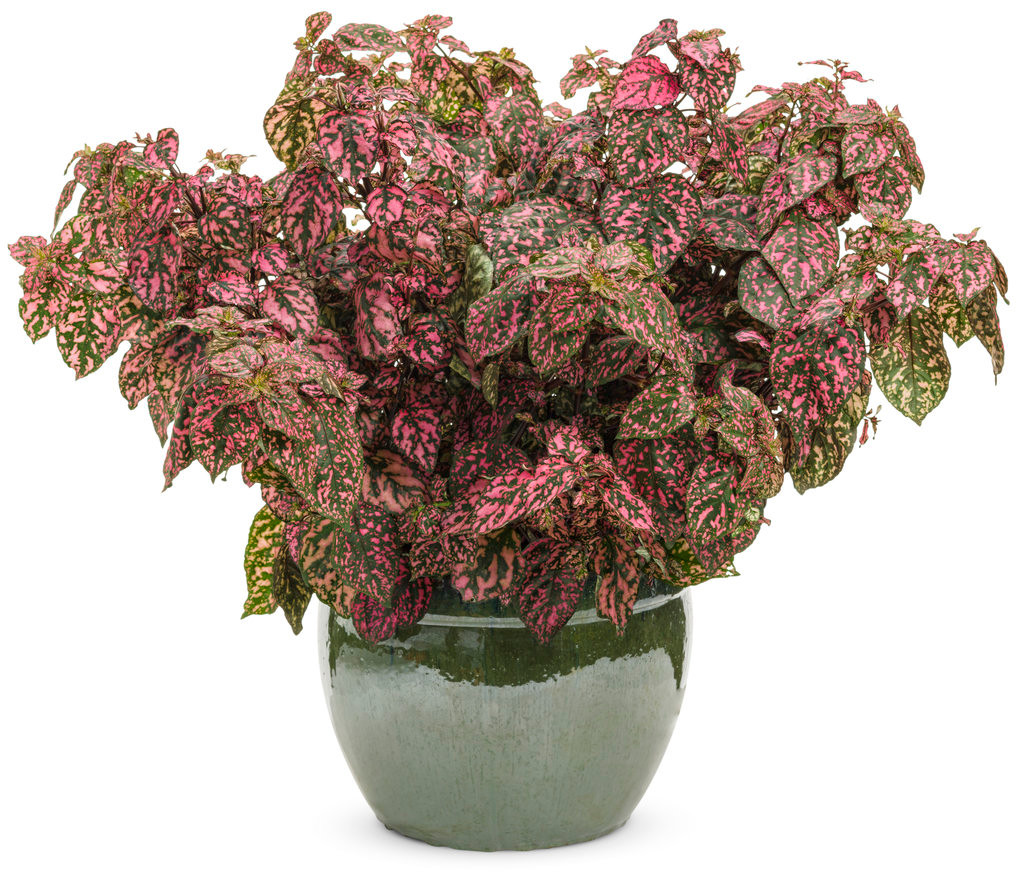 Hippo® Rose Polka Dot Plant | Plant Addicts