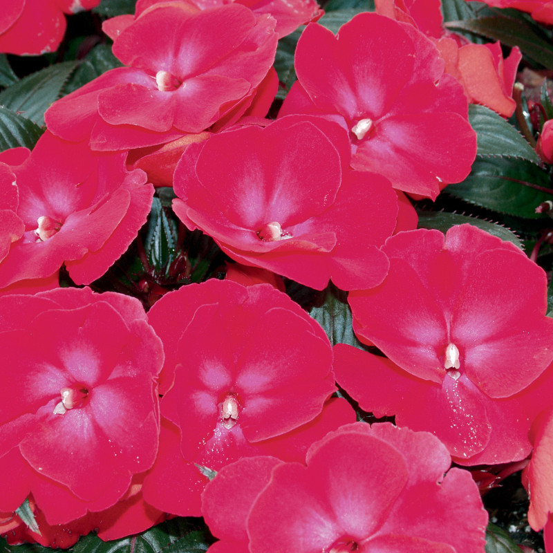 Infinity® Cherry Red Impatiens | Plant Addicts