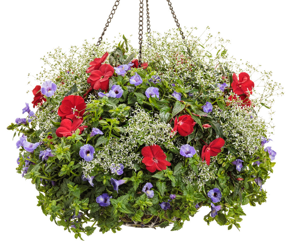 Infinity® Red Impatiens | Plant Addicts